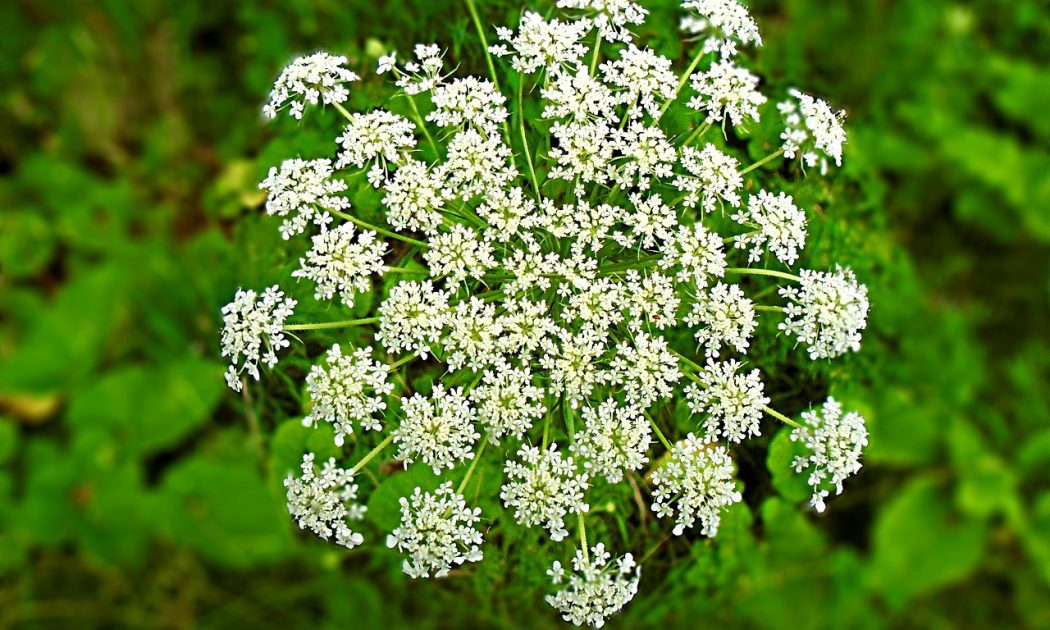 Bolehlav: nebezpečí na našich zahradách. Rozeznejte jej!