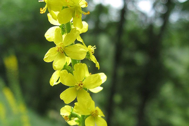 Účinná bylinka nejen proti vředům se dá využít jako tinktura